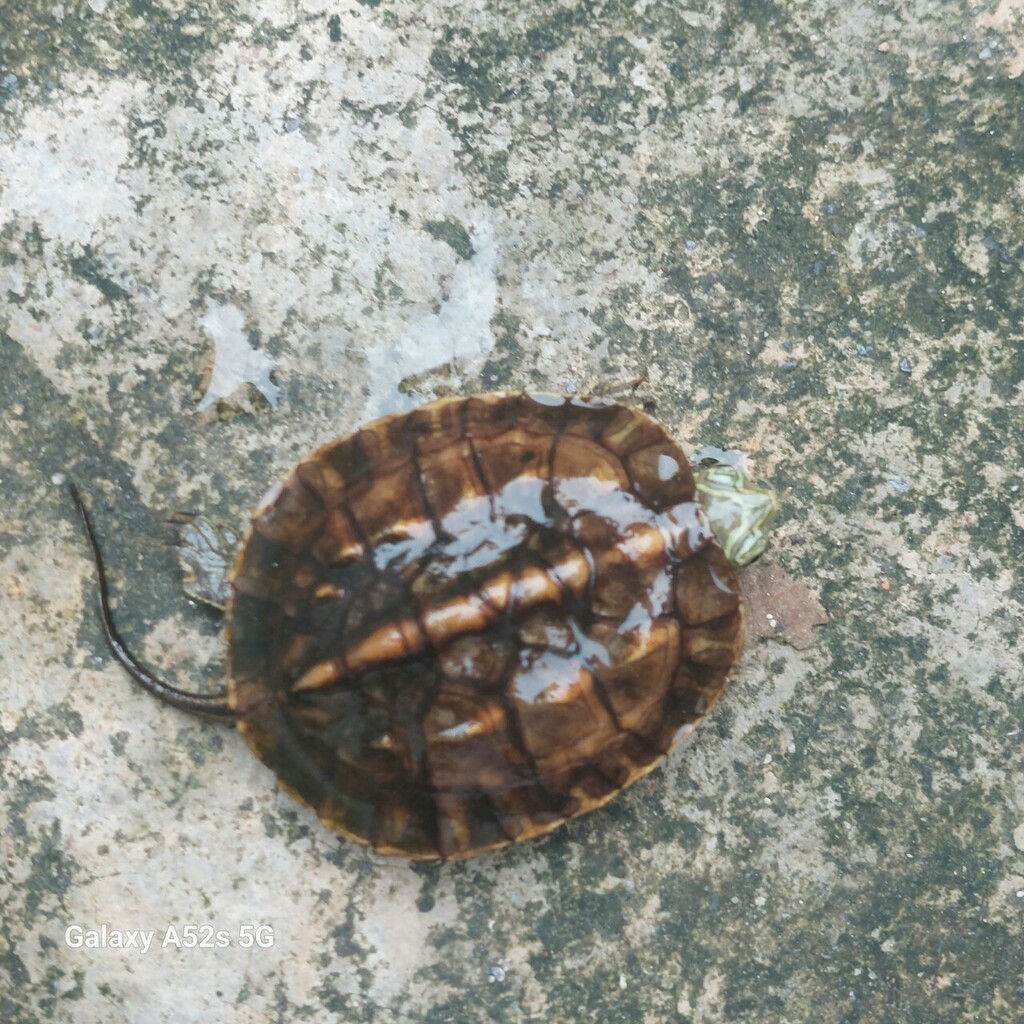 Common thread turtle in October 2023 by inatpeshualien001 · iNaturalist