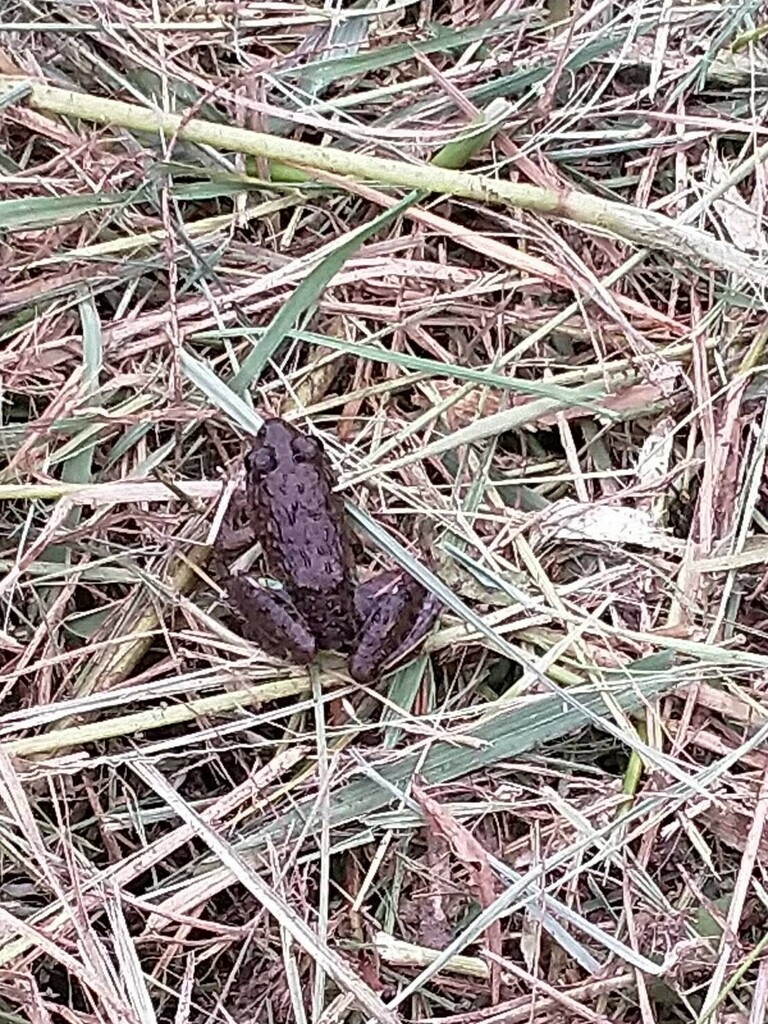 Paddy Field Frog in August 2023 by inatpeshualien001 · iNaturalist