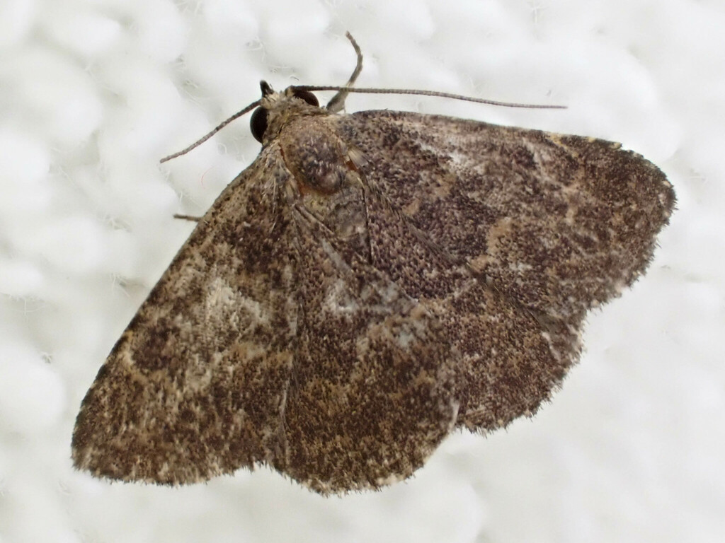 Butterflies and Moths from Santa Marta, Magdalena, Colombia on December ...