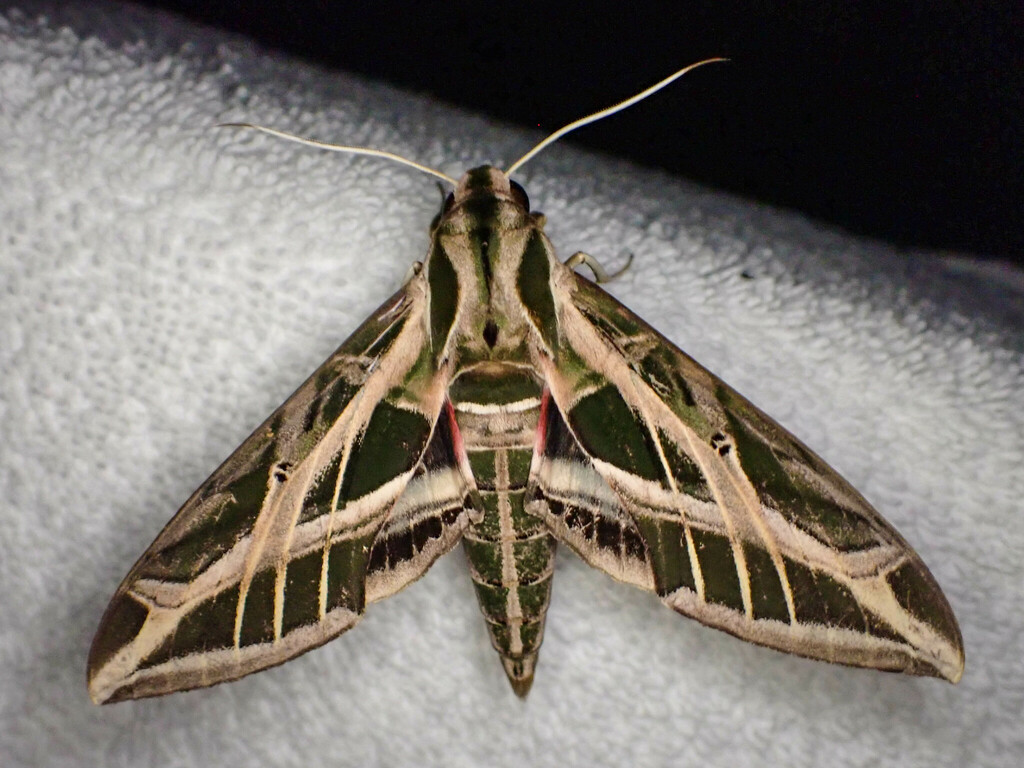 Vine Sphinx from Santa Marta, Magdalena, Colombia on December 6, 2023 ...