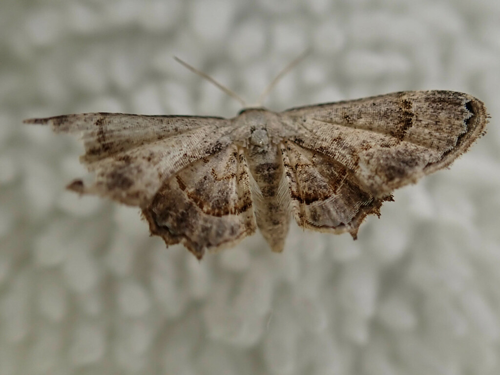 False Pug Moths from Santa Marta, Magdalena, Colombia on December 6 ...