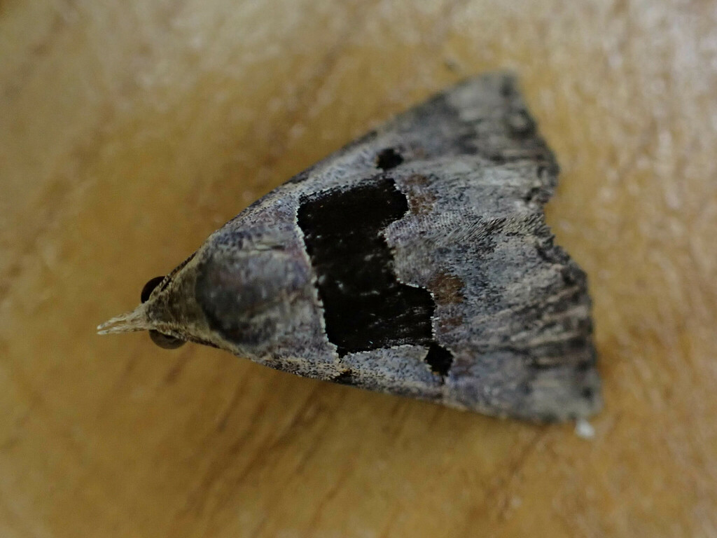 Underwing, Tiger, Tussock, and Allied Moths from Santa Marta, Magdalena ...