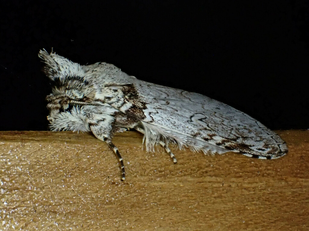 Owlet Moths and Allies from Santa Marta, Magdalena, Colombia on ...