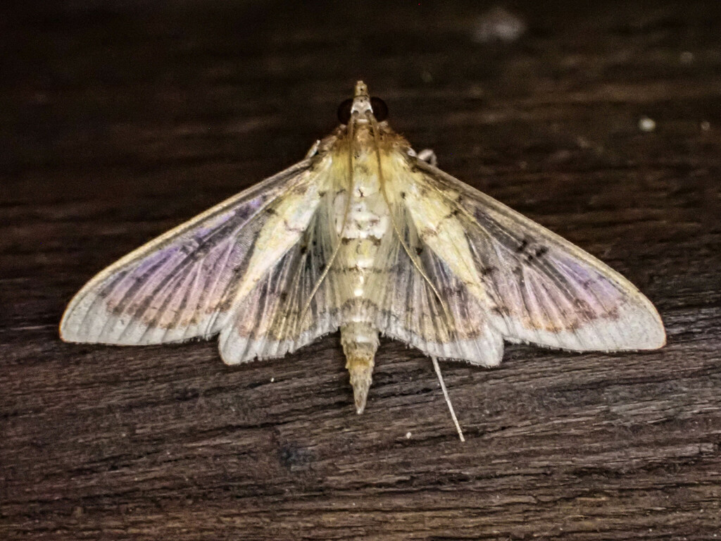 Pearl Moths from Santa Marta, Magdalena, Colombia on December 6, 2023 ...