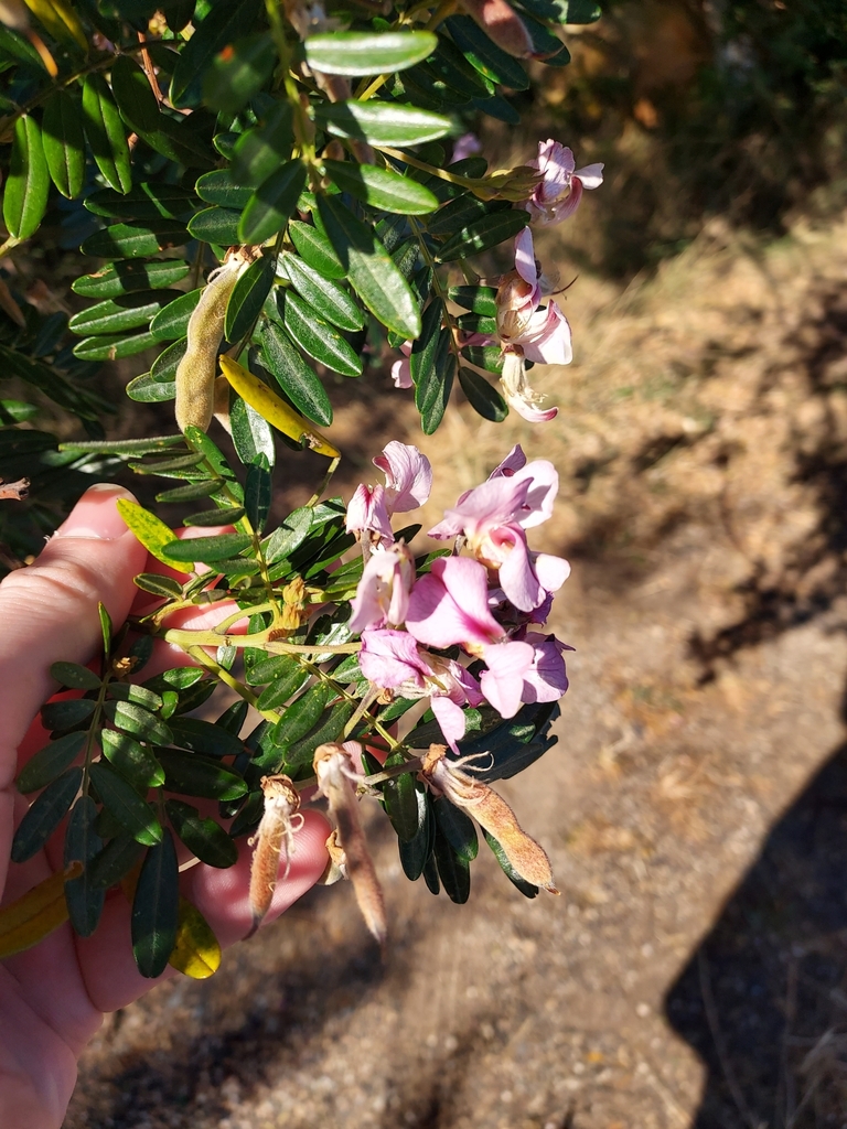 Keurboom from Table Mountain (Nature Reserve), Cape Town, South Africa ...