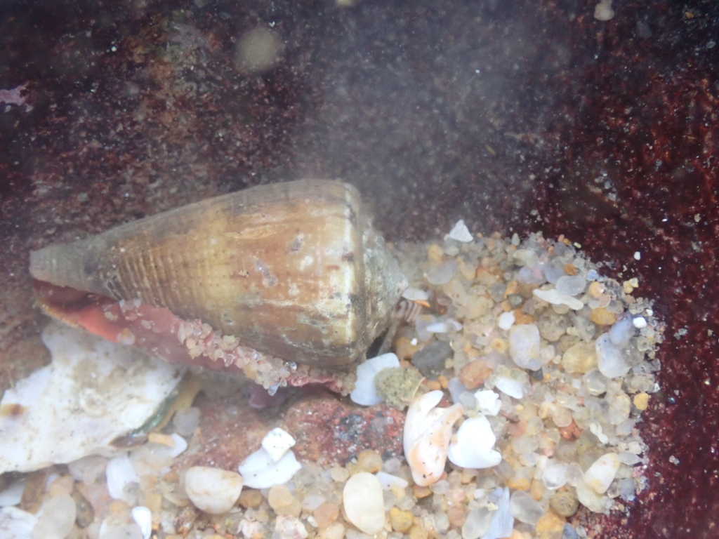 Bilious Cone from Rushikonda, Visakhapatnam, Andhra Pradesh, India on ...