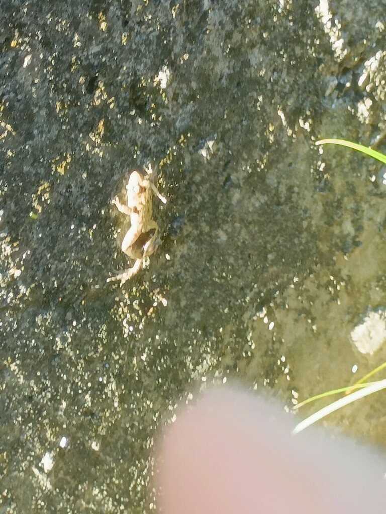 Paddy Field Frog in September 2023 by inatpeshualien001 · iNaturalist