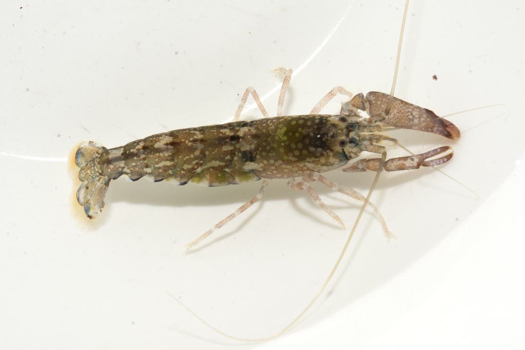 New Zealand Snapping Shrimp from Central Coast, TAS, Australia on ...