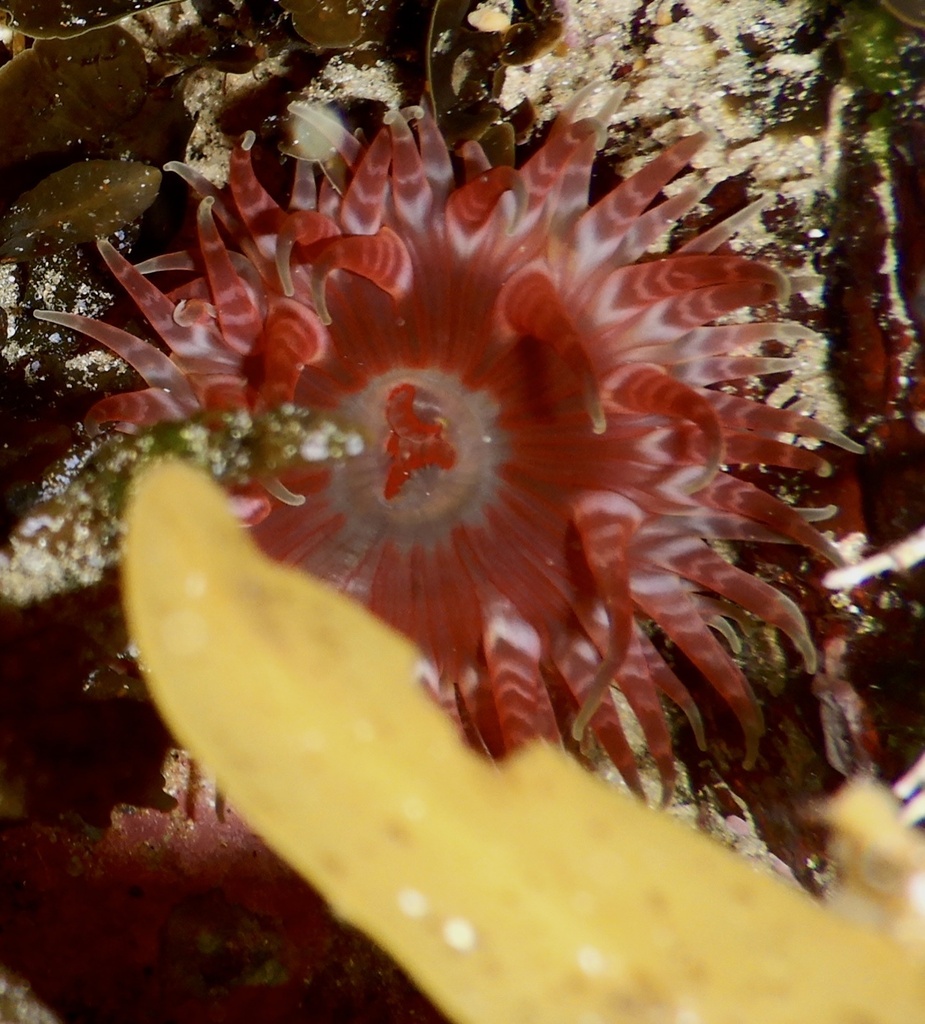 mulberry anemone from Macauleys Headland Walking Tk, Coffs Harbour, NSW ...