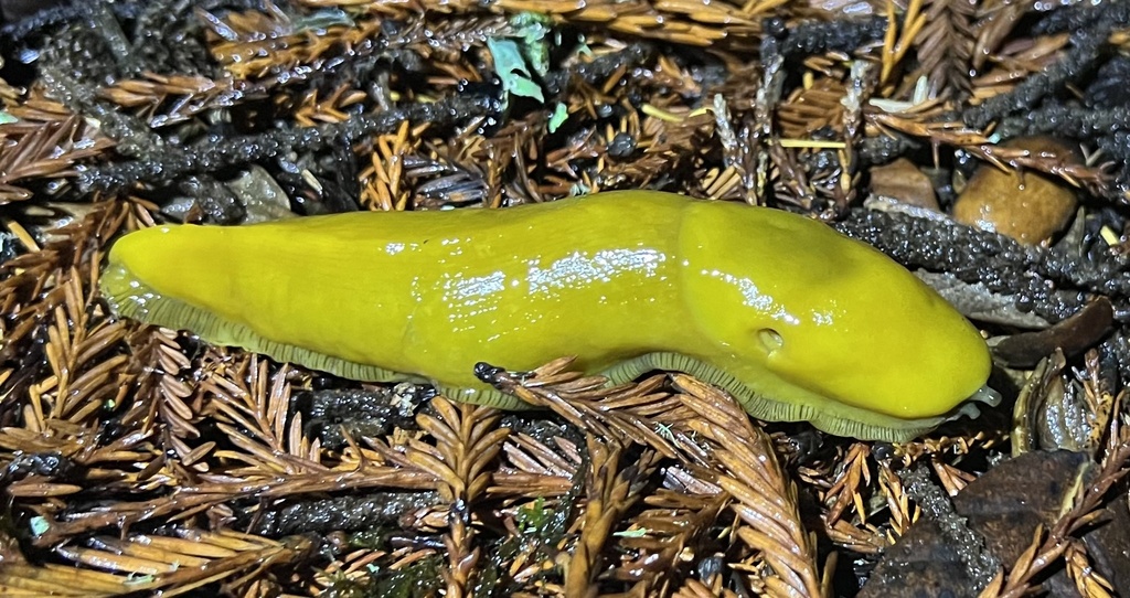 California Banana Slug from Purisima Creek Redwoods Preserve, Half Moon ...