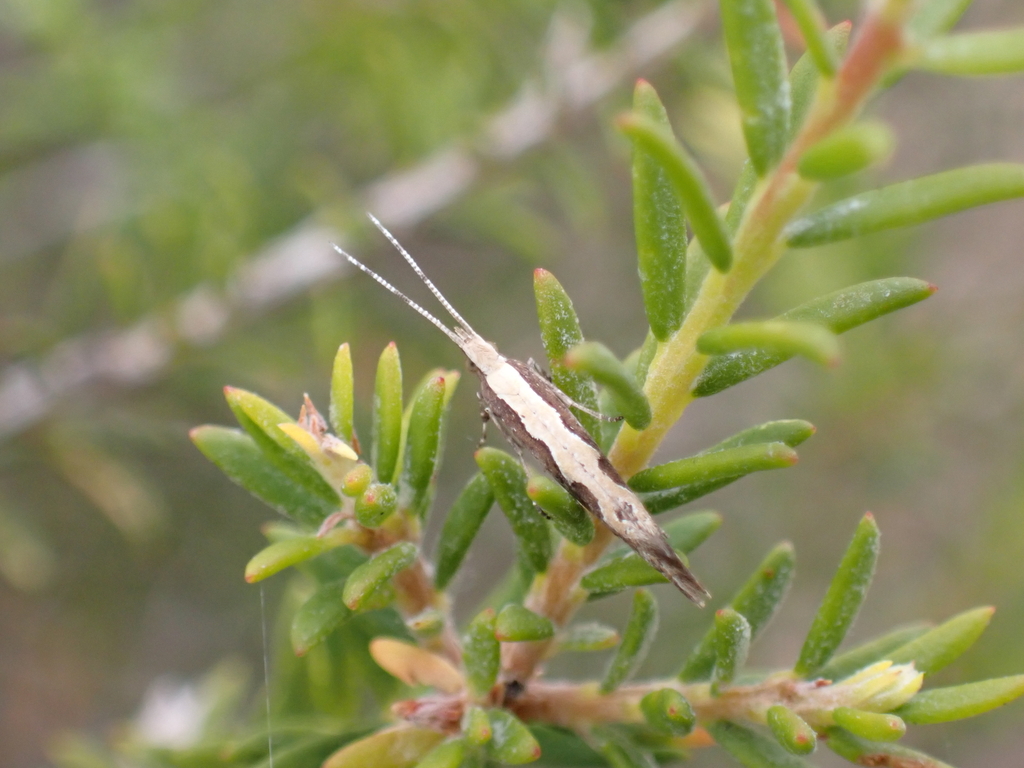 Plutellidae in December 2023 by distinguished_orca · iNaturalist