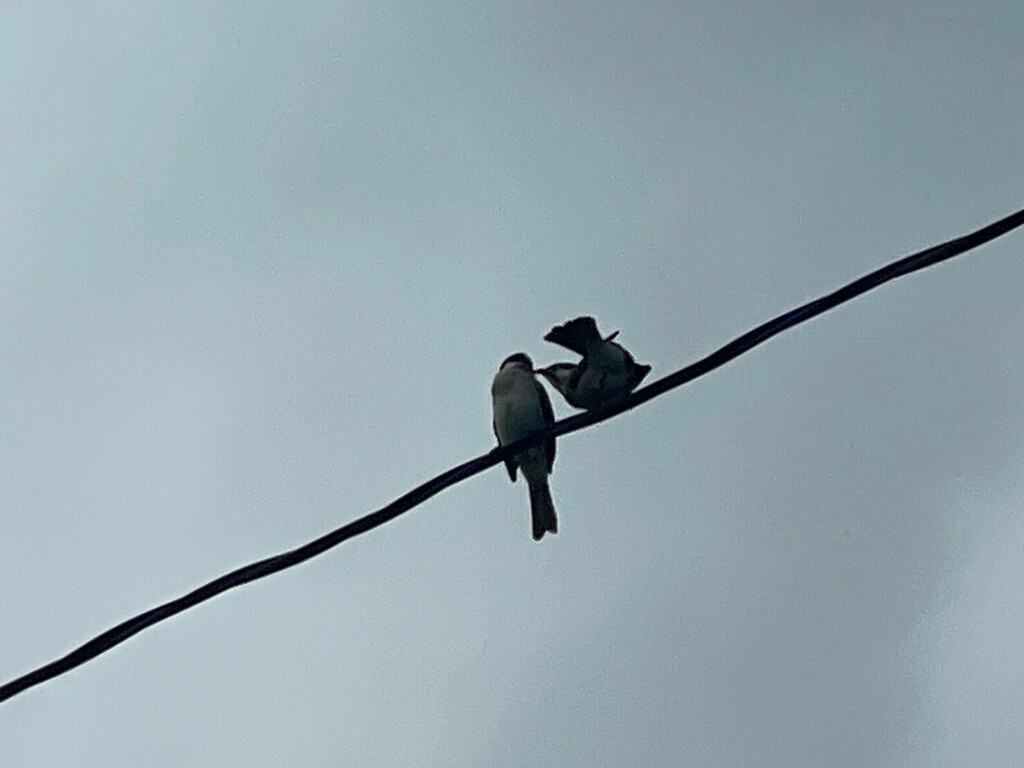 Perching Birds in October 2023 by inatpeshualien001 · iNaturalist