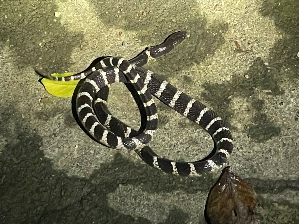 Many-banded Krait in October 2023 by inatpeshualien001 · iNaturalist