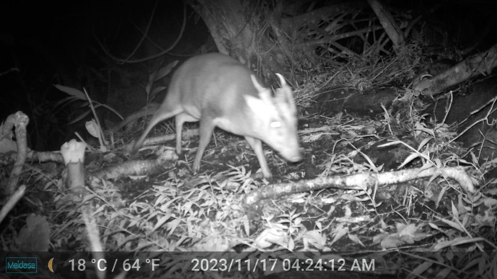 Taiwan Muntjac in November 2023 by inatpeshualien001 · iNaturalist