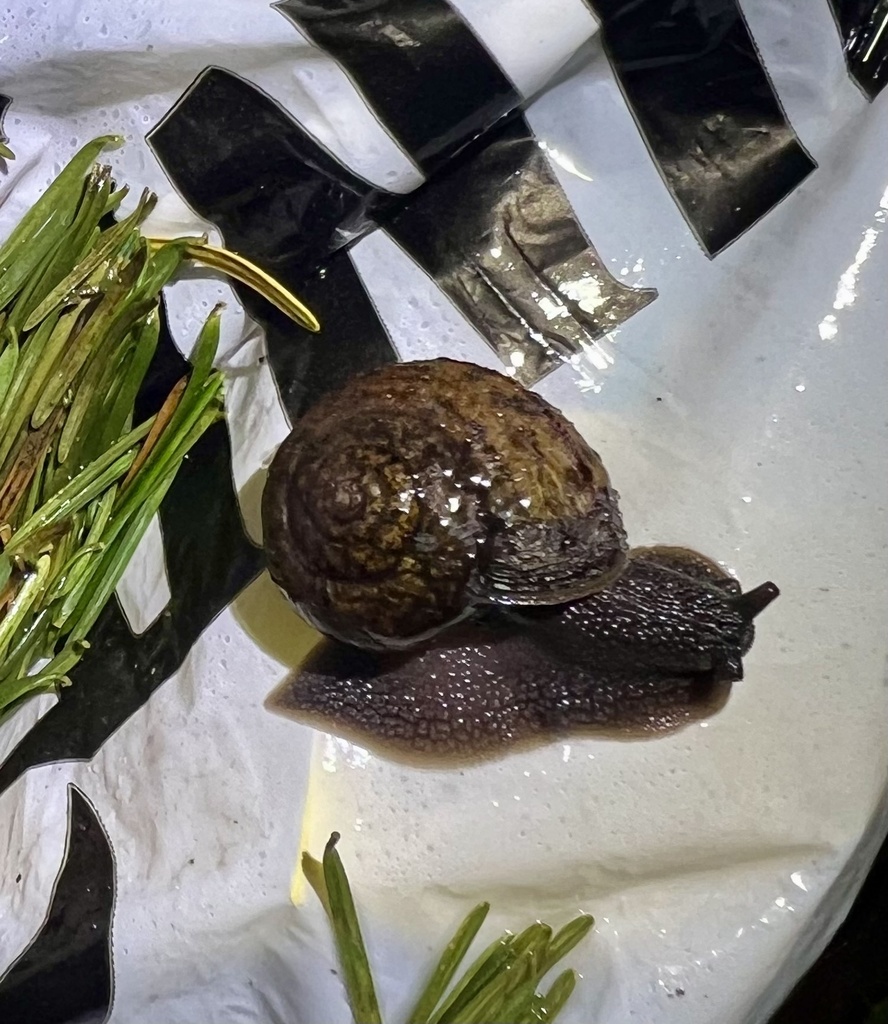 Nicklin's Shoulderband Snail from Skyline Blvd, Redwood City, CA, US on ...