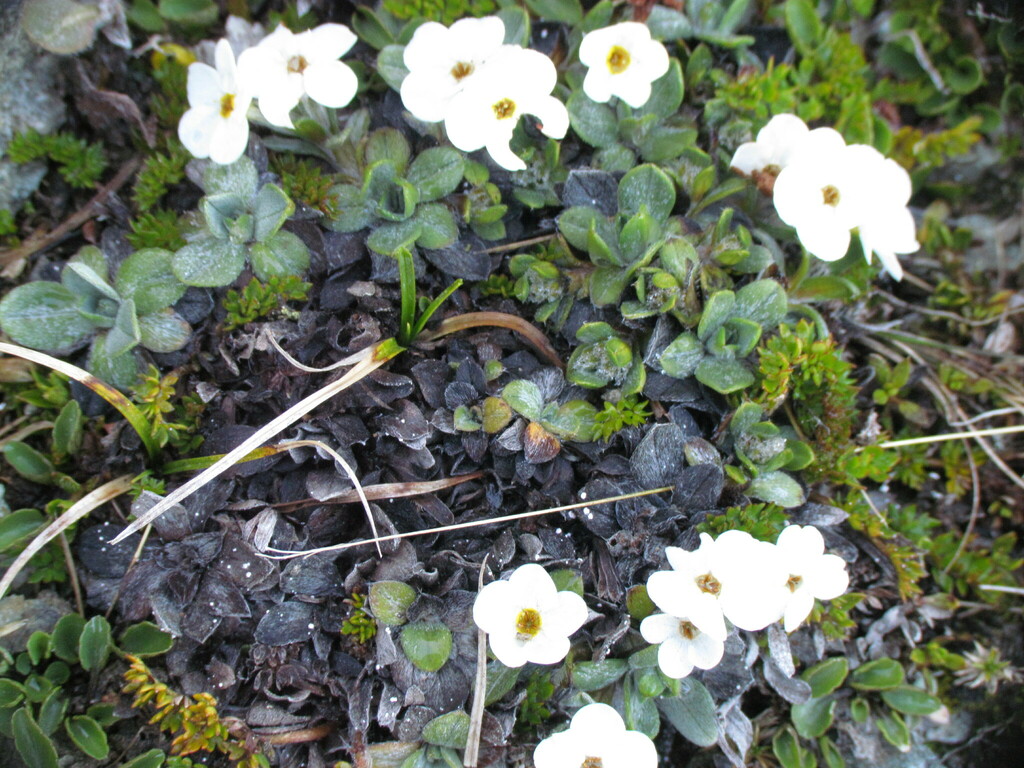 Forget-me-nots from Mount Pisa, New Zealand on December 18, 2023 at 09: ...