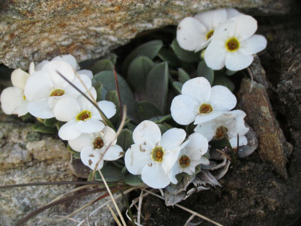 Forget-me-nots from Mount Pisa, New Zealand on December 18, 2023 at 10: ...