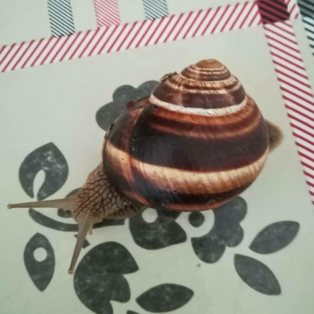 Turkish Snail from Molina de Aragón, Guadalajara, España on May 27 ...