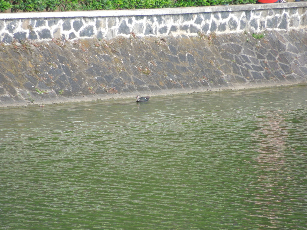 Domestic Muscovy Duck in October 2012 by Jesús Manuel Martínez-Calderas ...