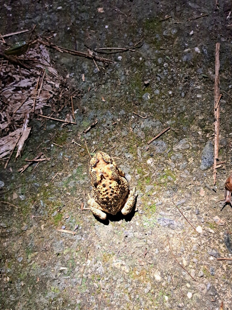 Asian Common Toad from 983台灣花蓮縣富里鄉 on November 20, 2023 at 04:04 PM by ...