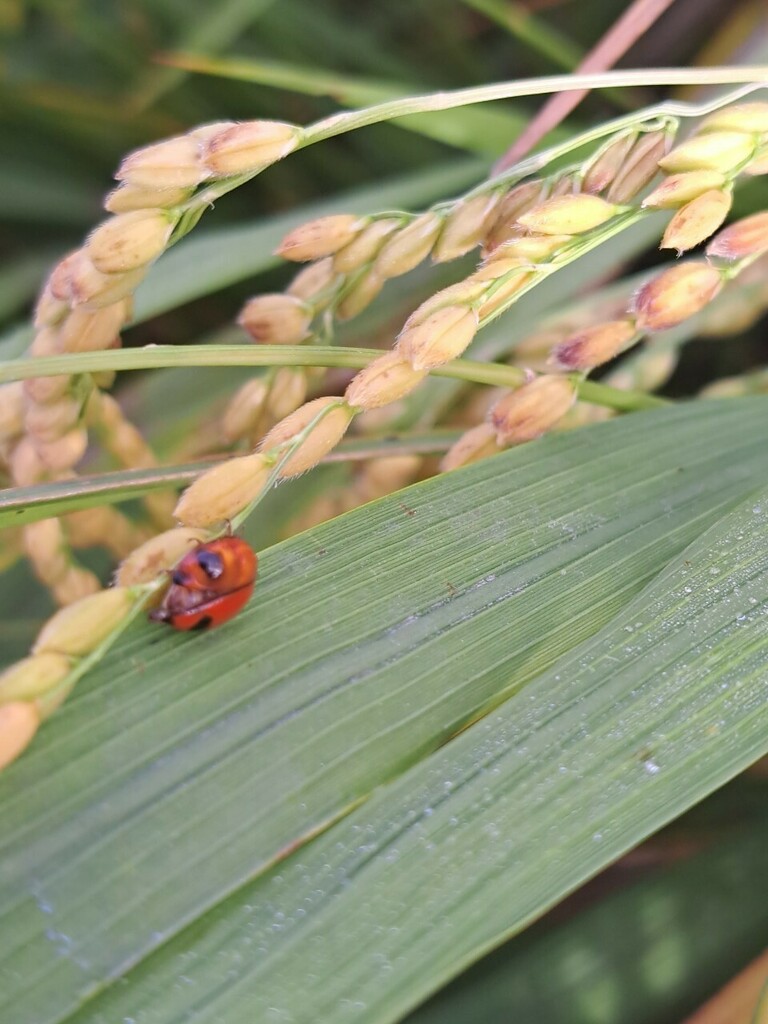 Lady, Fungus, Scavenger, and Bark Beetles from 983台灣花蓮縣富里鄉 on November ...