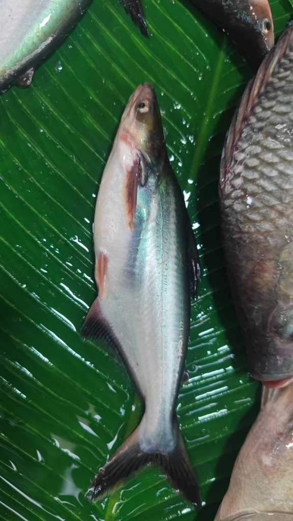 Iridescent Shark in December 2023 by 刘光裕 Liu Guangyu · iNaturalist