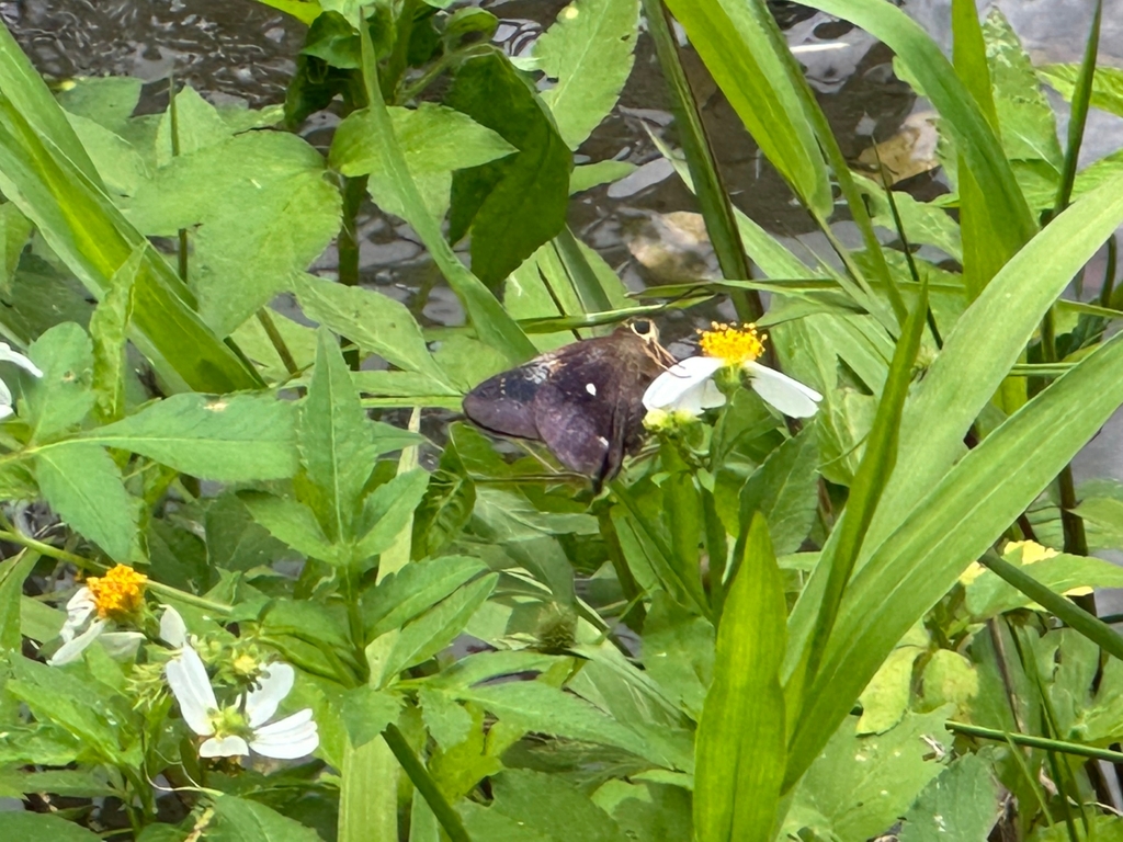 Common Awl from Hualien, TW-TA, TW on November 13, 2023 by ...
