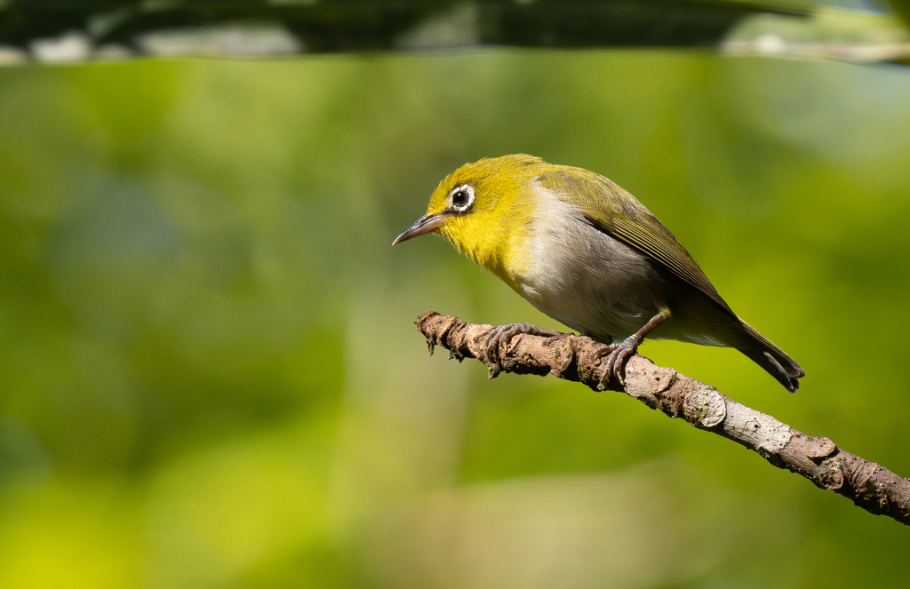 Fiji White-eye from Naitasiri, Fiji on December 07, 2023 at 02:38 AM by ...