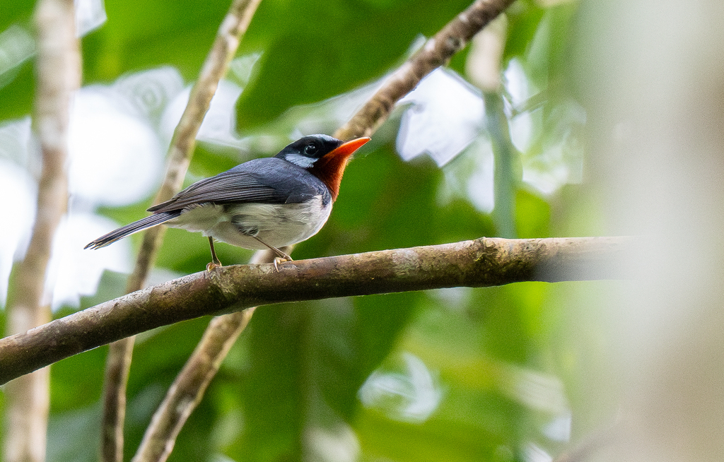Chestnut-throated Flycatcher from Naitasiri, Fiji on December 8, 2023 ...