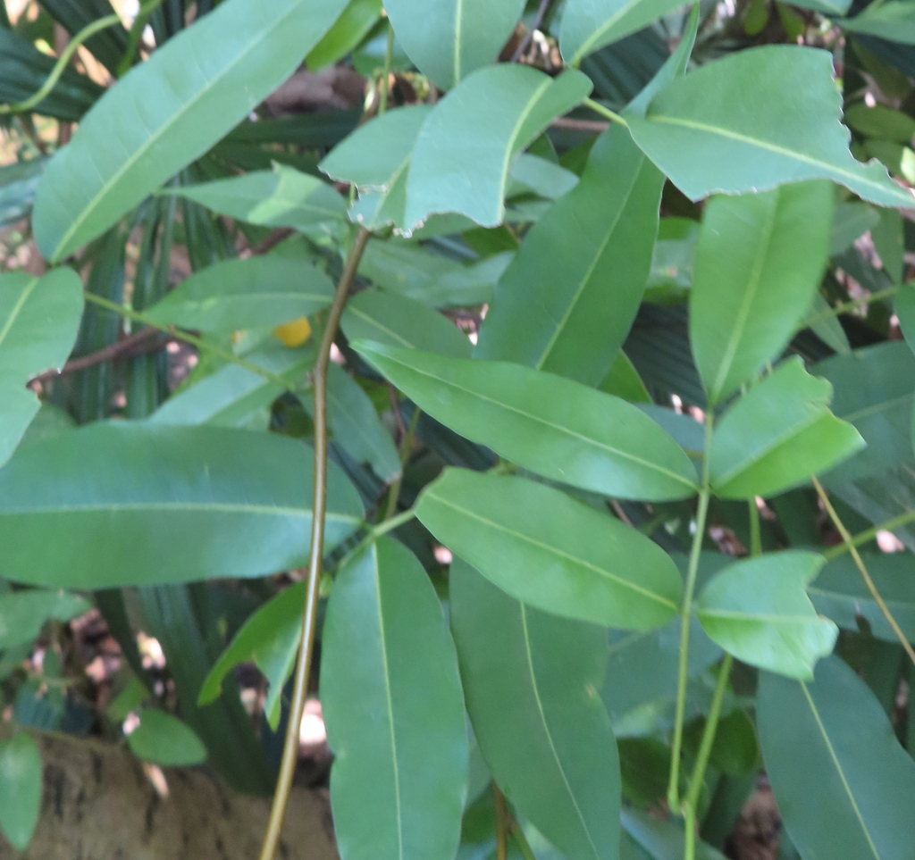 Common Derris from 91 Labrador Villa Rd Singapore 119190 Labrador Villa ...
