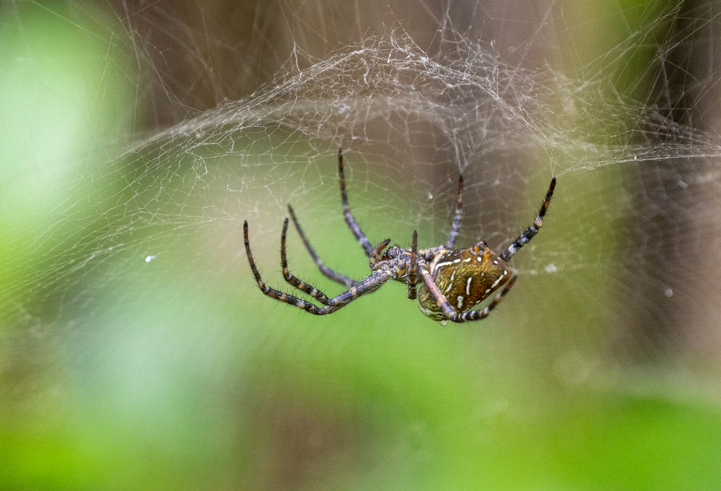 Dome Web Spider from Naitasiri, Fiji on December 8, 2023 at 04:00 AM by ...