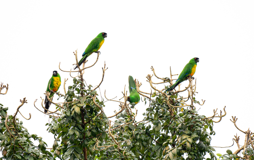 Masked Shining-Parrot in December 2023 by Forest Botial-Jarvis ...