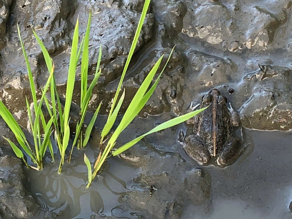 Paddy Field Frog from Hualien, TW-TA, TW on August 14, 2023 by ...