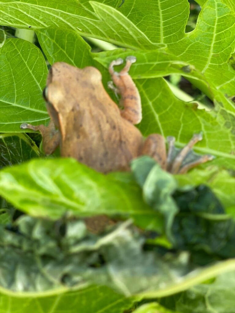 Taiwan Whipping Frog in September 2023 by inatpeshualien001 · iNaturalist