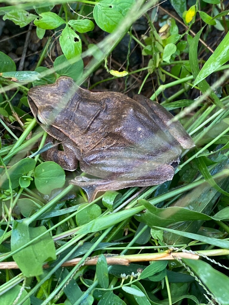 Taiwan Whipping Frog in September 2023 by inatpeshualien001 · iNaturalist