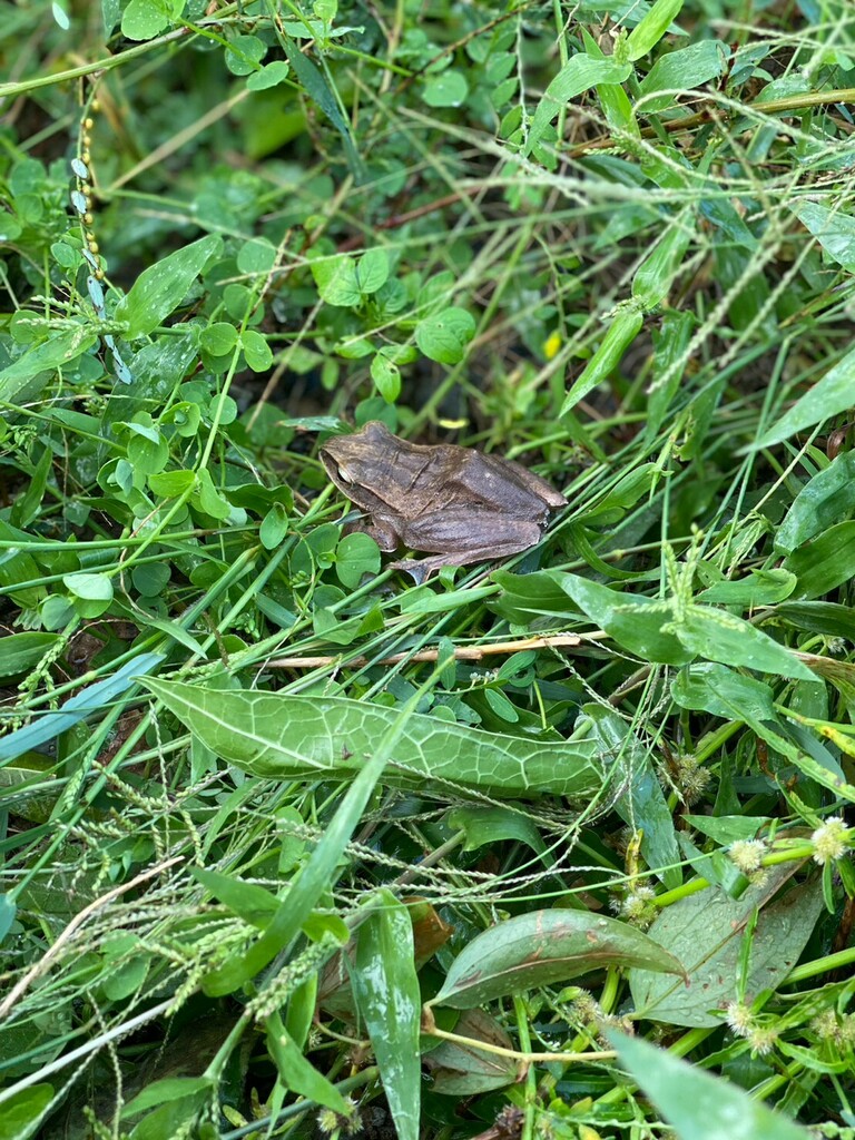 Taiwan Whipping Frog in September 2023 by inatpeshualien001 · iNaturalist