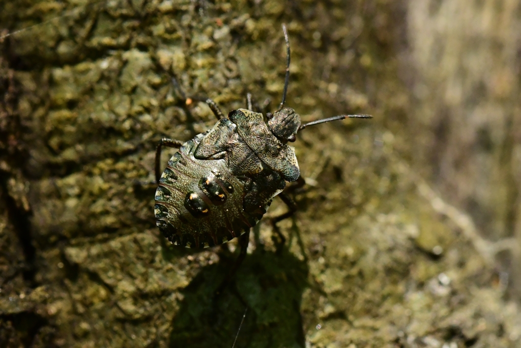Forest Bug from Katowice, Polska on June 20, 2021 at 02:03 PM by id78 ...