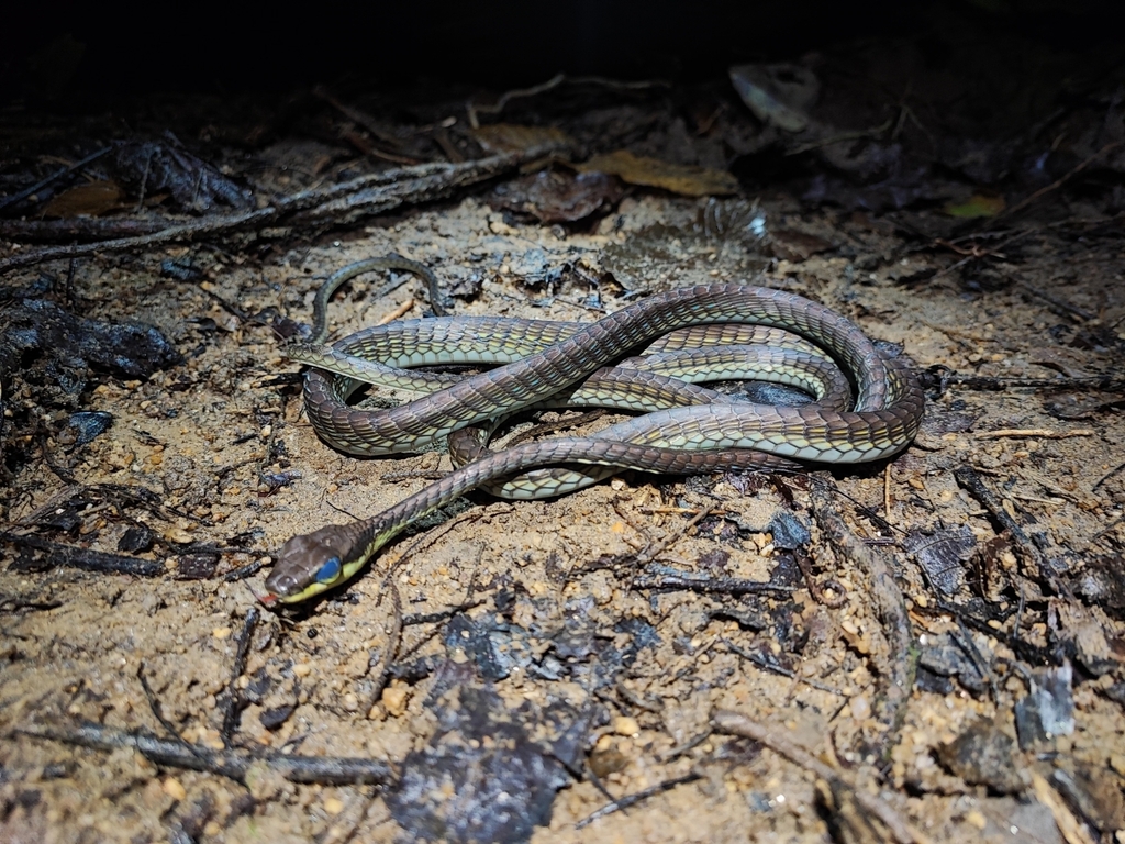 Wall's Bronzeback from PR36+JGM, Khao Pu, Si Banphot District ...
