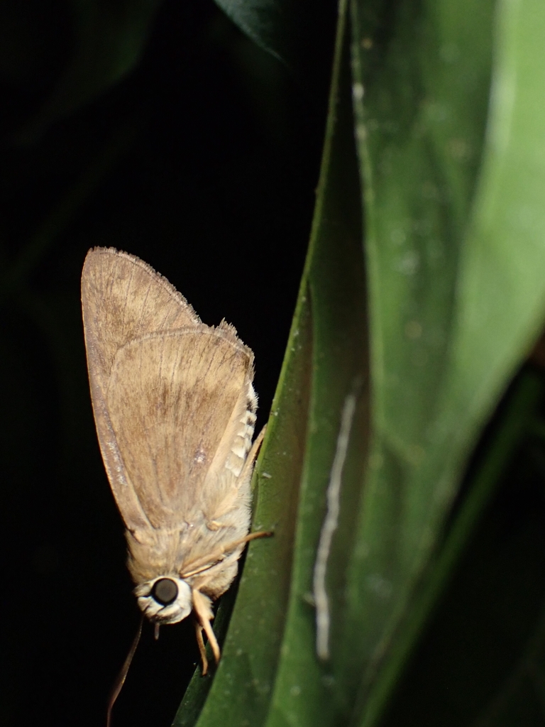 Brown Awl in December 2023 by emmatrs · iNaturalist