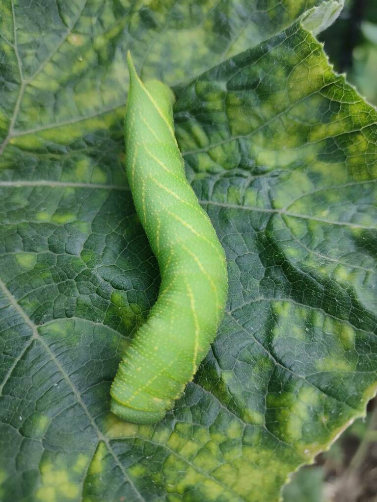 Clanis bilineata from 981台灣花蓮縣玉里鎮 on August 21, 2023 at 03:30 PM by ...