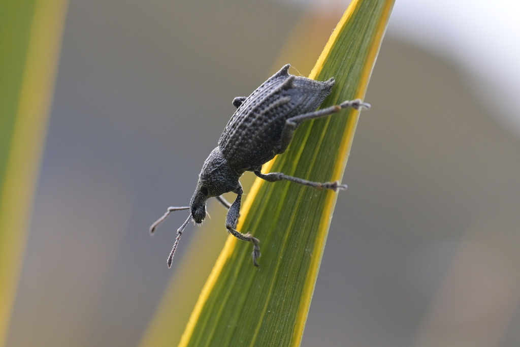 Inophloeus inuus from Ben Lomond 9371, New Zealand on December 19, 2023 ...