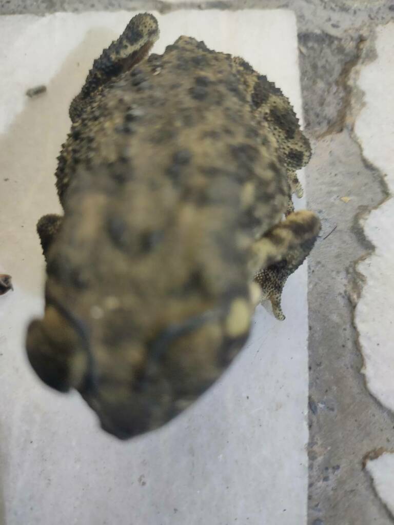 Asian Common Toad from 981台灣花蓮縣玉里鎮 on October 9, 2023 at 03:30 PM by ...