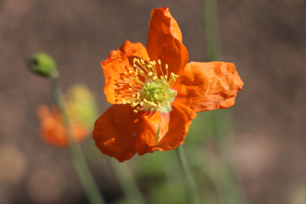 fire poppy from Los Angeles County, CA, USA on April 9, 2019 at 03:46 ...