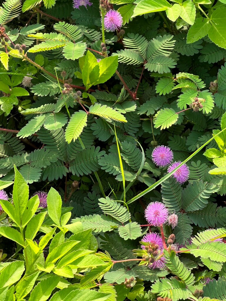 sensitive plants in August 2023 by inatpeshualien001 · iNaturalist
