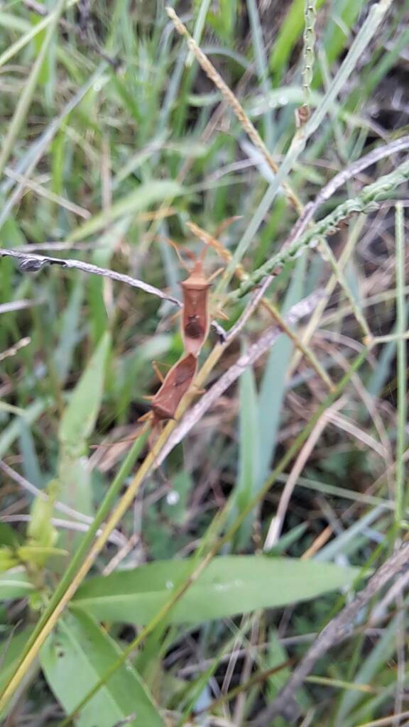 Cletus in August 2023 by inatpeshualien001 · iNaturalist