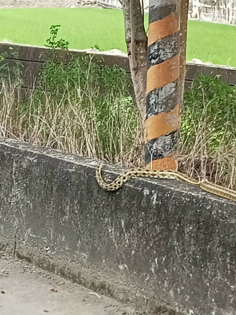 Taiwan Beauty Snake in August 2023 by inatpeshualien001 · iNaturalist