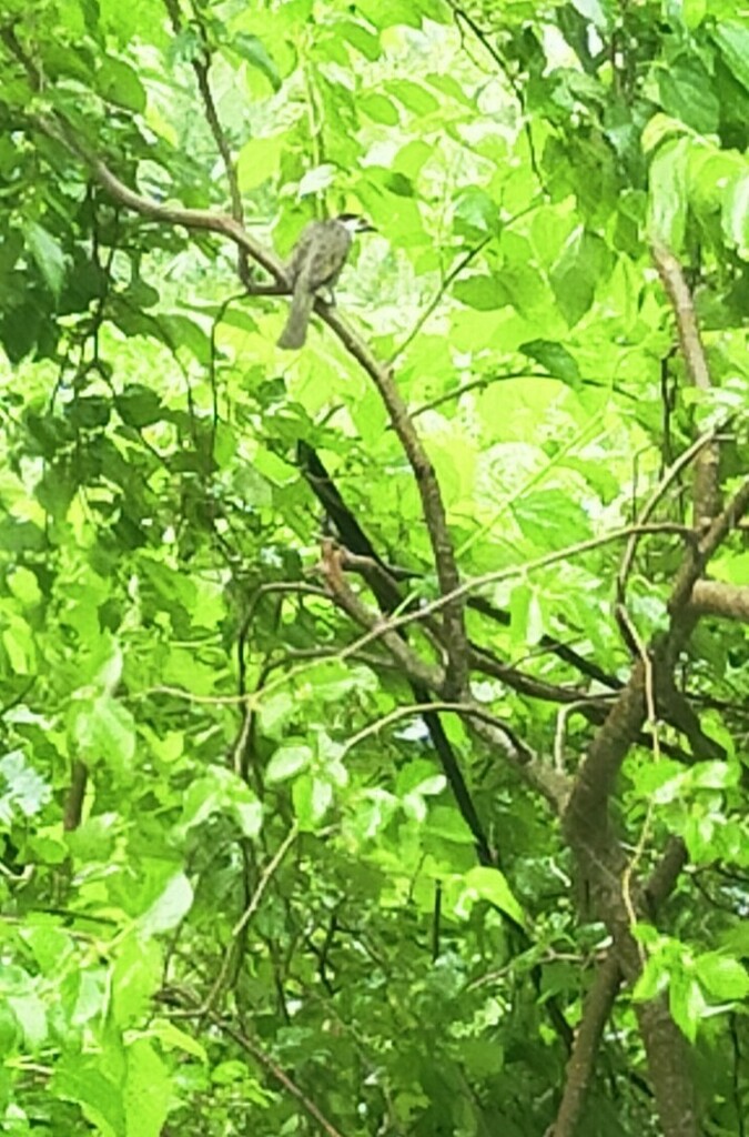 Styan's Bulbul in September 2023 by inatpeshualien001 · iNaturalist