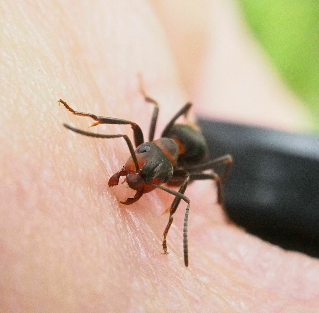 Scottish Wood Ant from Aberdeenshire, UK on July 9, 2023 at 10:20 AM by ...