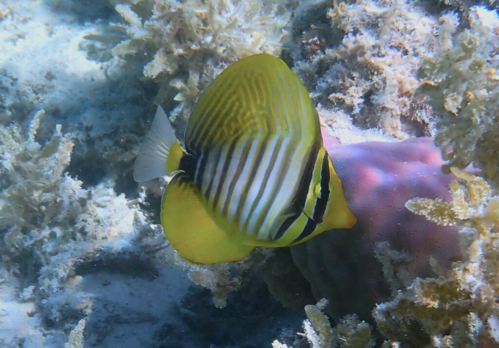 Indian Sailfin Tang from Petite Pointe Aux Piments, Pointe aux Piments ...