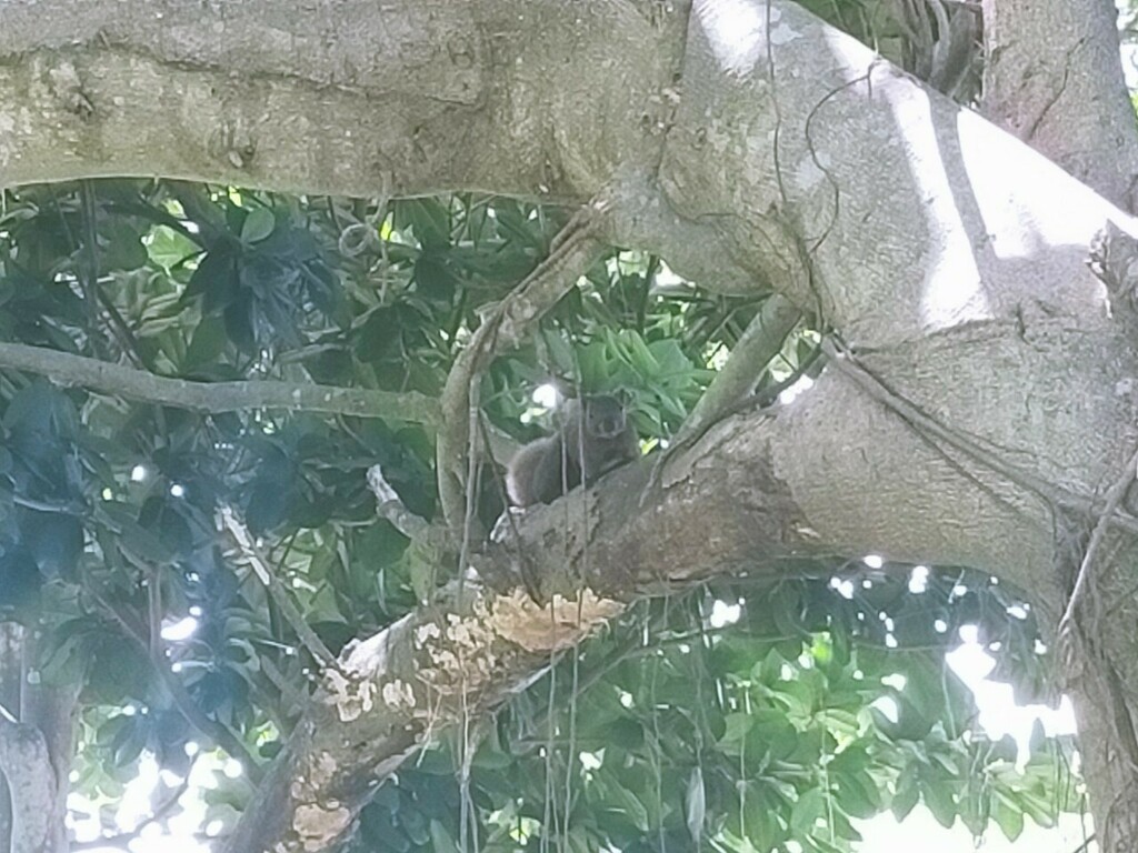 Taiwan Squirrel in November 2023 by inatpeshualien001 · iNaturalist
